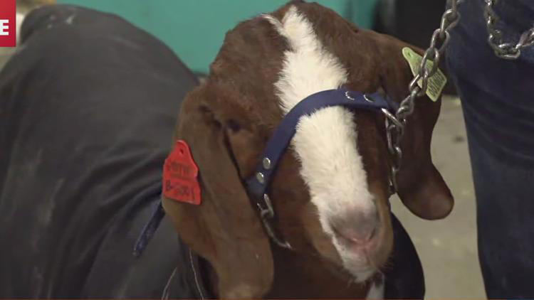 Future AG leaders take center stage at Nueces County Junior Livestock Show