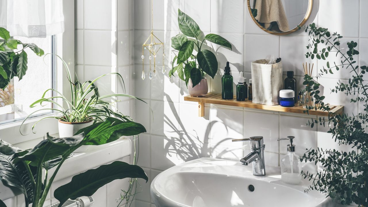 Can you grow plants in a bathroom with no windows? Actually, yes