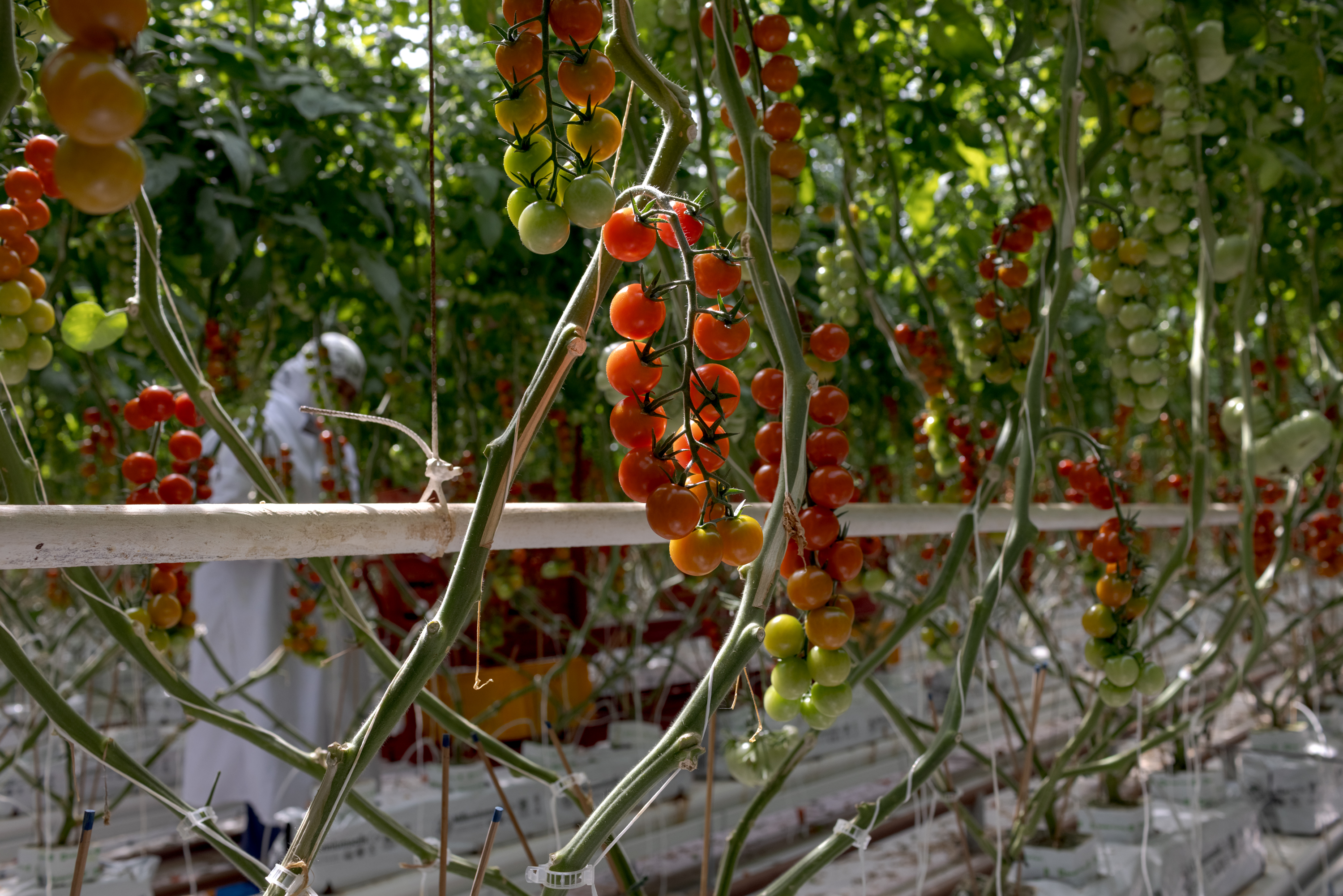 Thursday briefing: Minneapolis tensions; Iran protests; Greenland talks ...