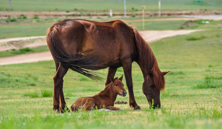 How prolonged maternal care in horses builds better brains and improves ...