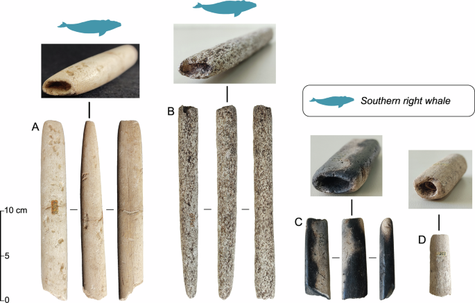 Archaeologists stunned by 5,000-year-old whale hunting evidence in Brazil