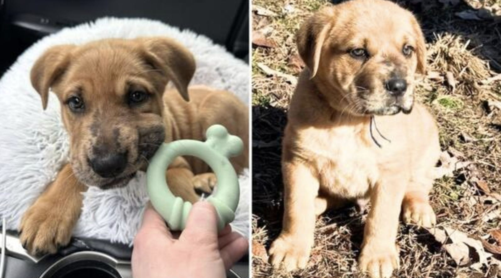 Meet Jolly Elf: The 11lb puppy who is searching for his happily ever after