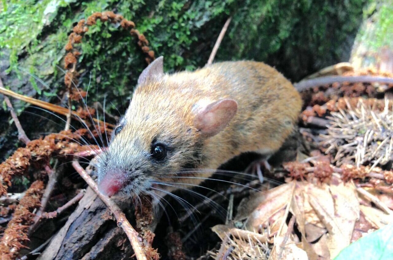 Researchers film foraging strategy of wood mice choosing between ...