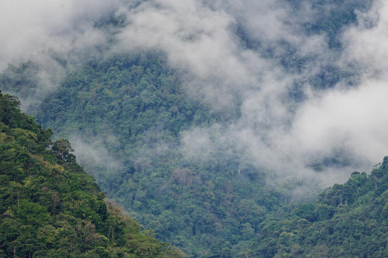 Tanzania's Mahale Mountains: The best place in the world to see wild ...