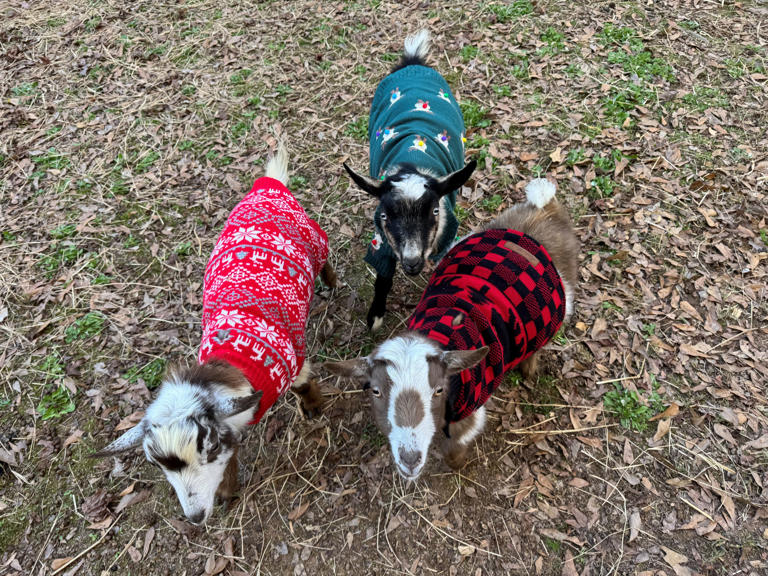 Your photos: National Dress Up Your Pet Day 2026