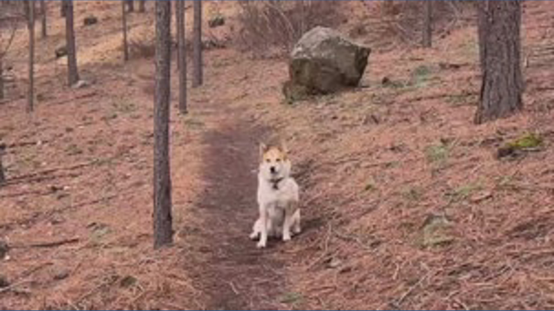 Spokane Fire Department performs fire mitigation on the Bluff under ...