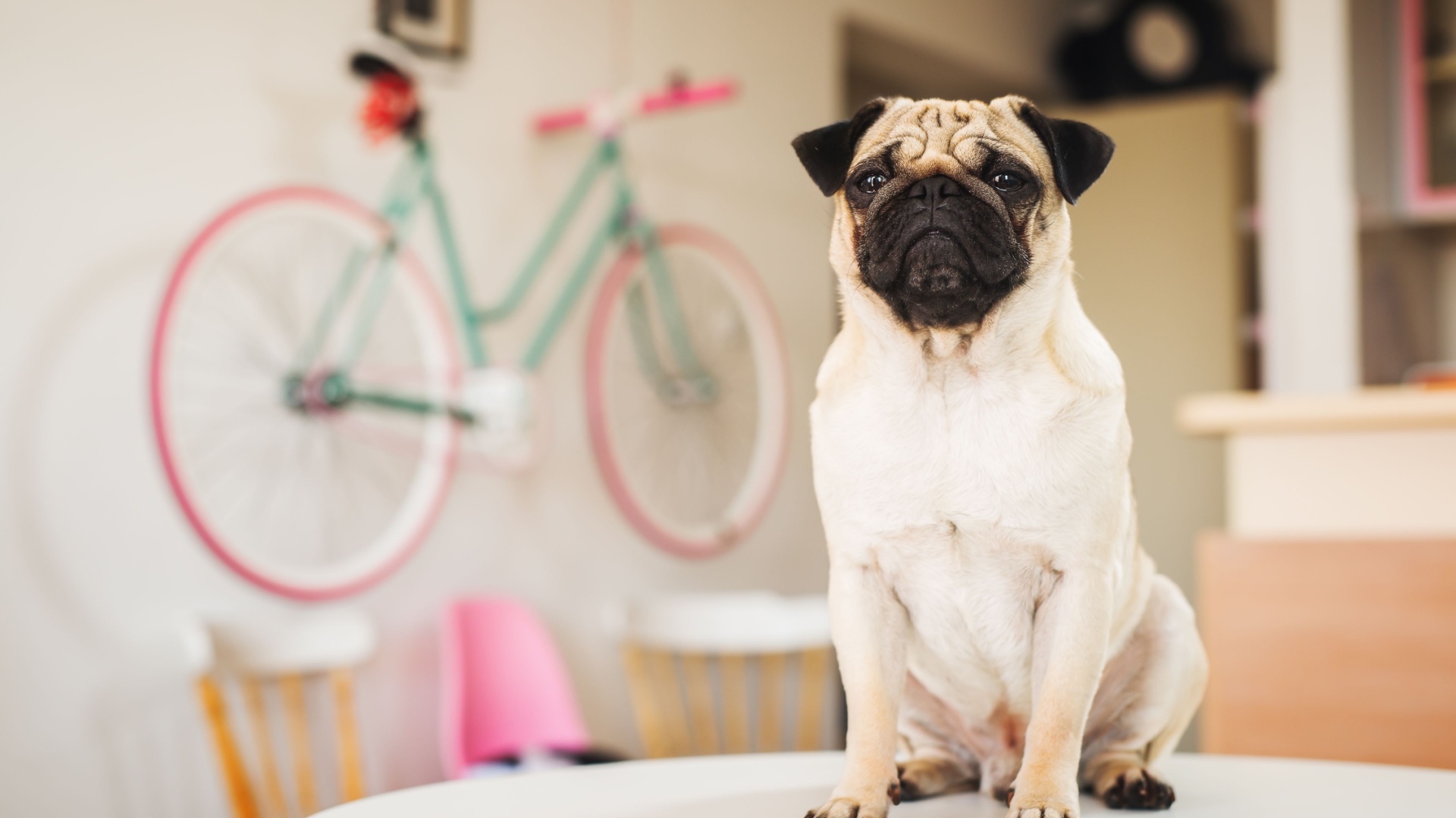What your dog hates and you still do at home