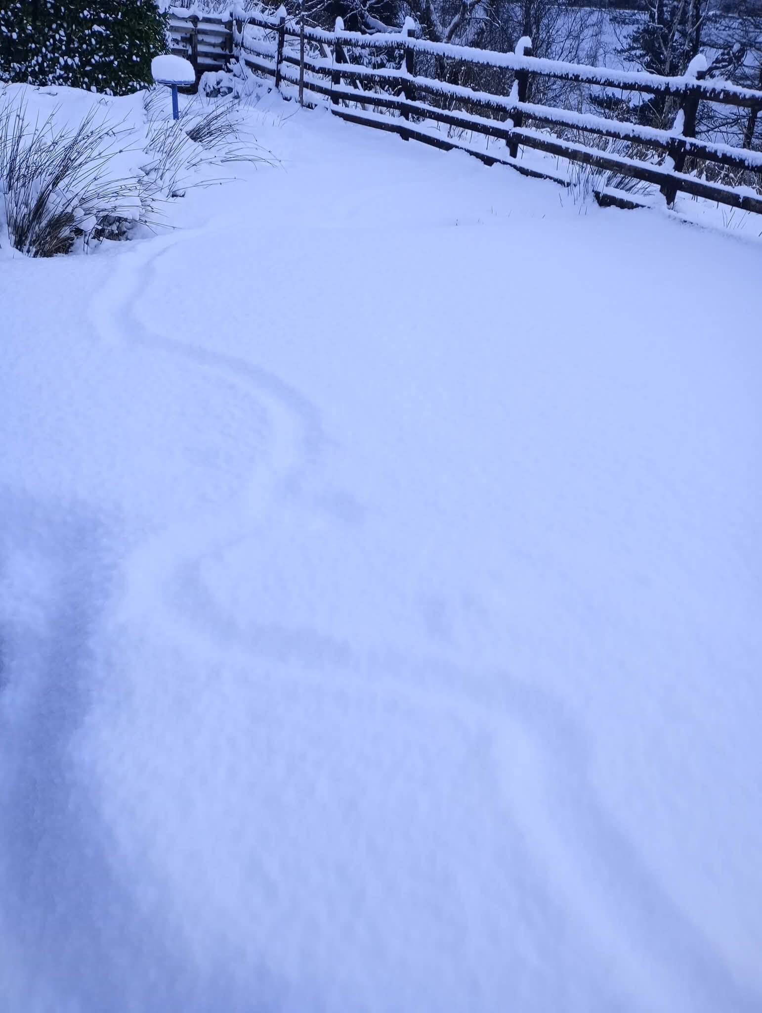 'Strange trail' in snow leads couple to a tiny animal struggling to survive