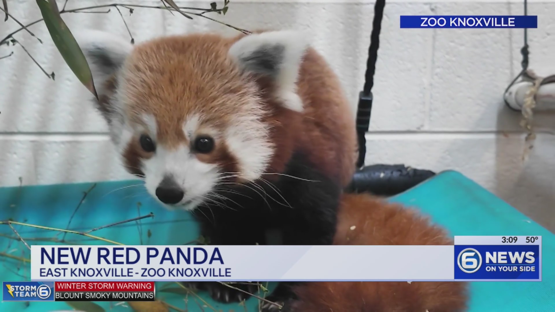 Zoo Knoxville welcomes three-legged red panda 'Khyana'