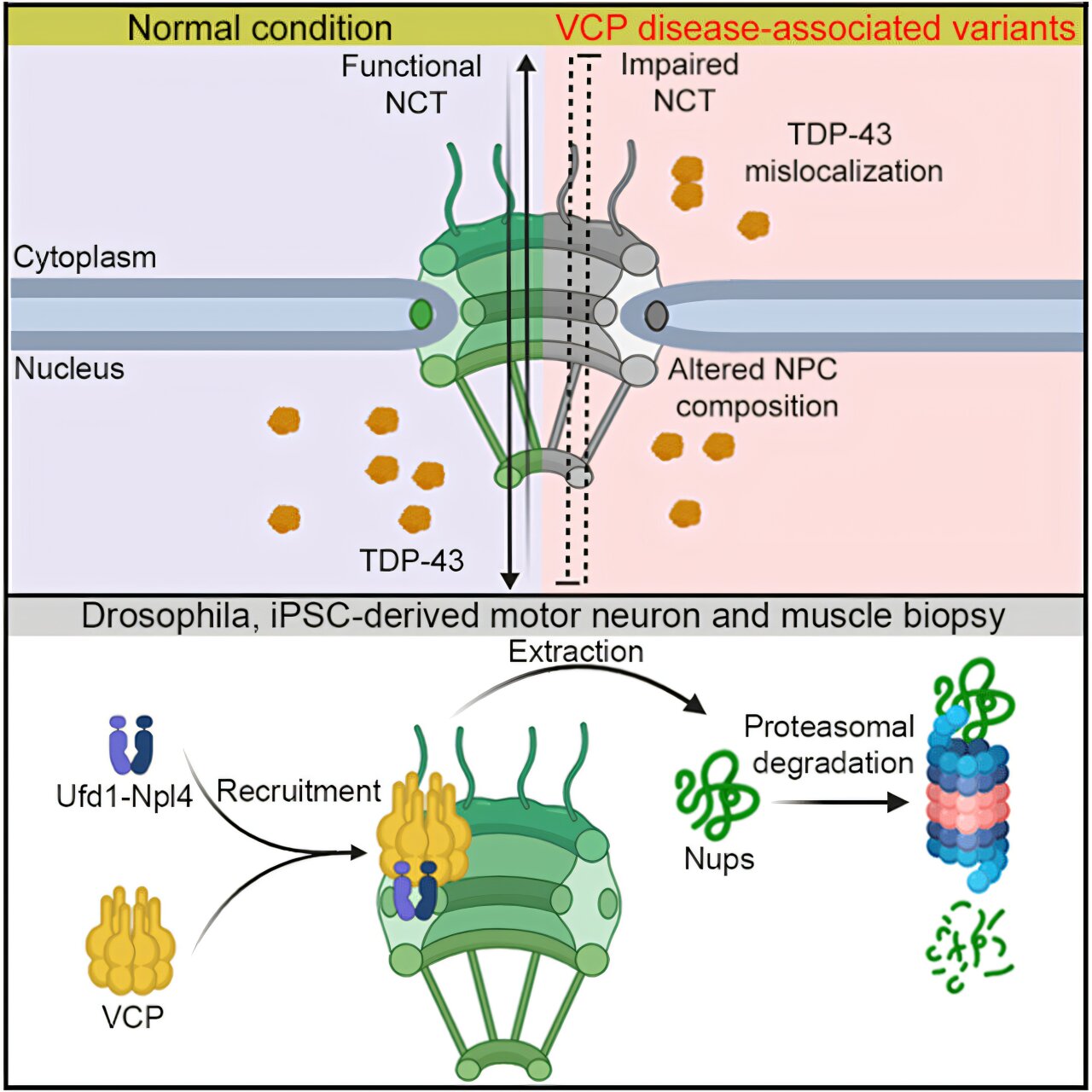 How a 'quality-control' protein causes neurodegenerative disease