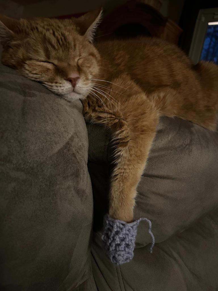 Your photos: National Dress Up Your Pet Day 2026