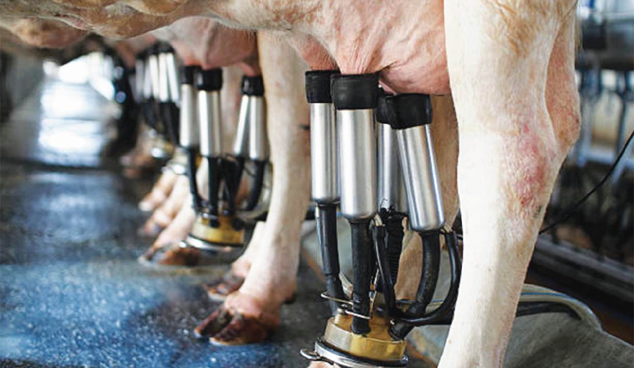 India develops cross-breed cattle boosting milk production