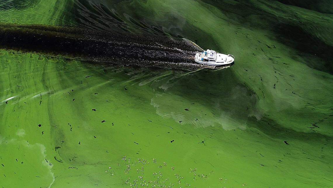 Health department in Miami-Dade warns about blue-green algae in Twin ...