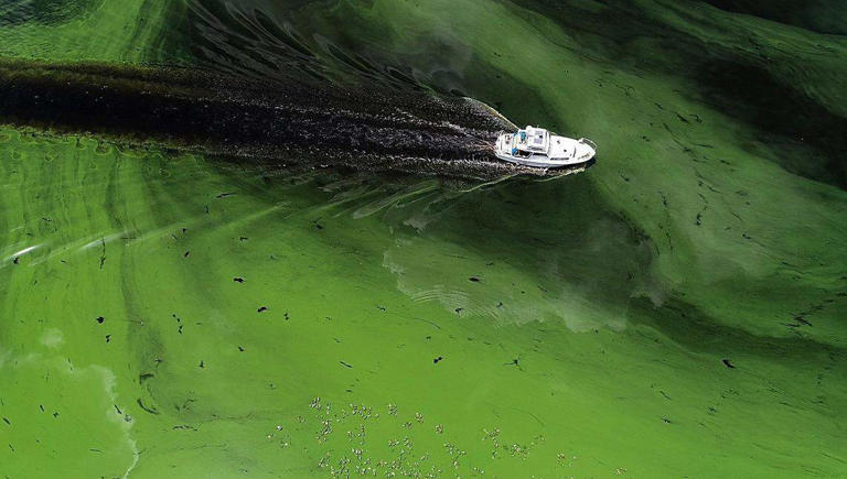 Health department in Miami-Dade warns about blue-green algae in Twin ...