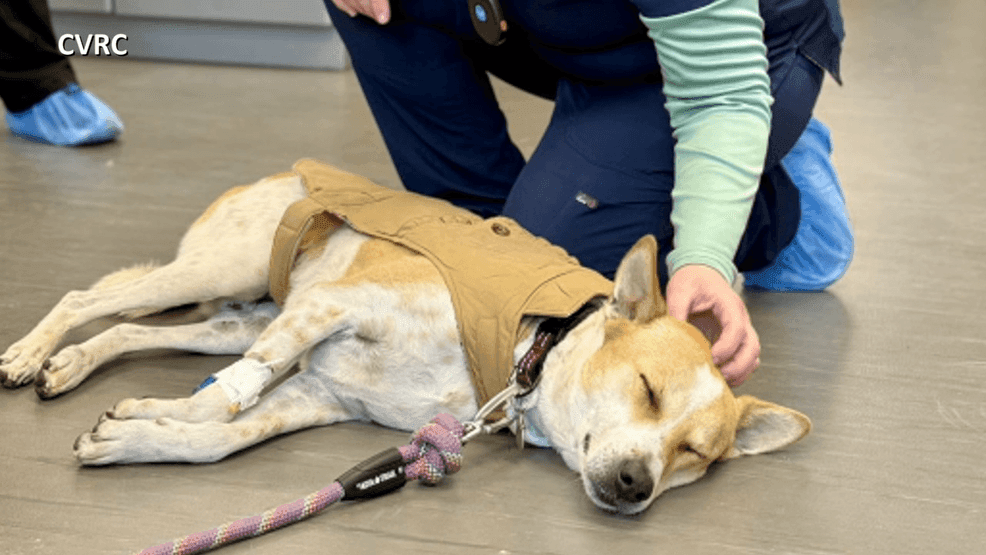 Peace dog Aloka's journey to recovery touches hearts after successful ...