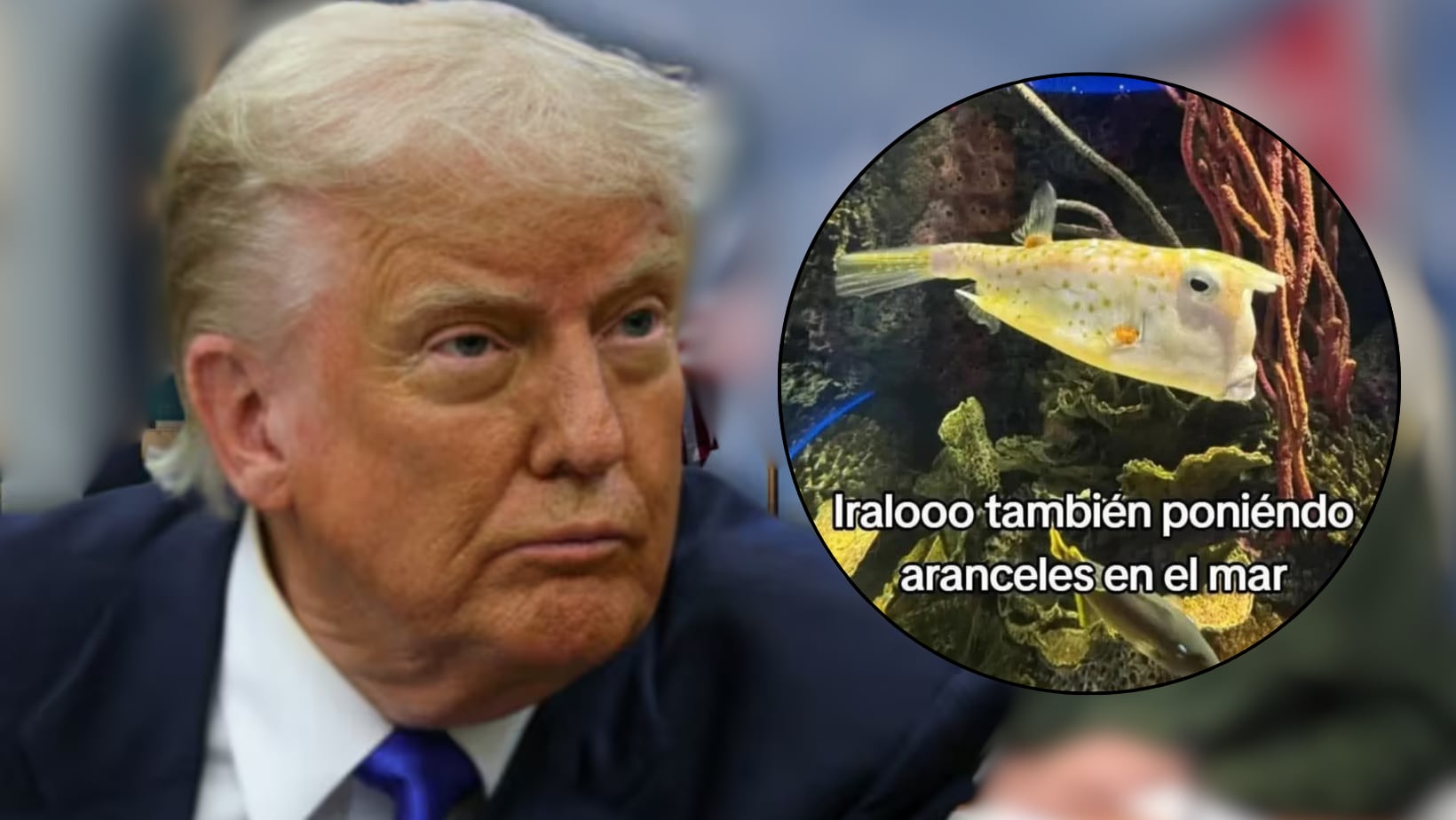 Pez Trump: este es el pez que se volvió viral en redes por su parecido ...