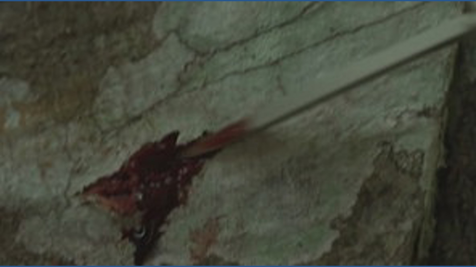 Stingless bees and the dragon's blood tree