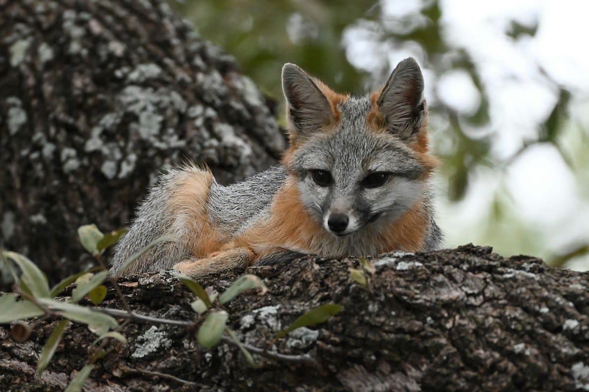 One of the smallest fox species in the world lives on these California ...