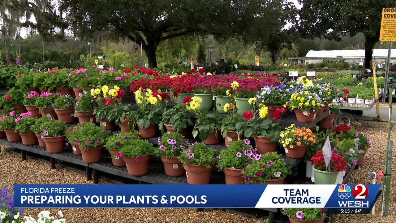 How to protect your plants and pools ahead of freeze watches and warnings