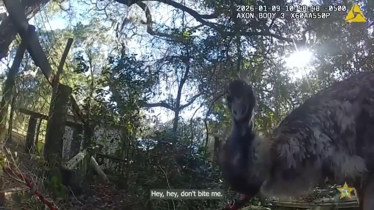 Florida deputy captures runaway emu and returns the large, flightless ...