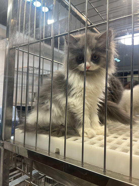 Pets, plants, Asian marts, bikes, athletic shoes and yes, a market at ...