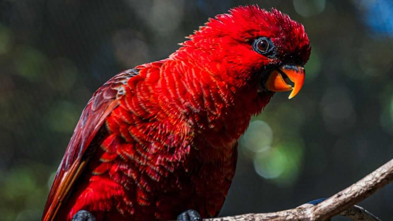 Louisville Zoo mourning the loss of beloved parrot Cardi B
