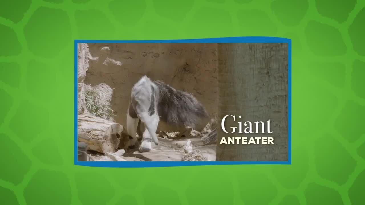 Why anteaters use mud baths to stay healthy