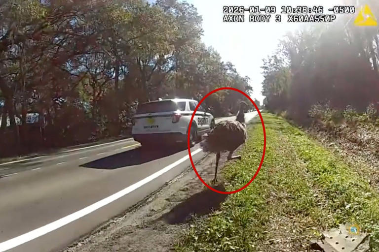 Runaway emu captured and returned by Florida deputies in wild scene
