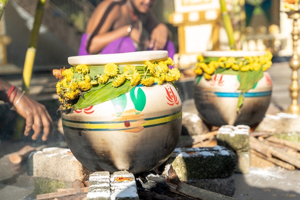 Thala Pongal explained: How newlywed Tamil couples fete their first ...