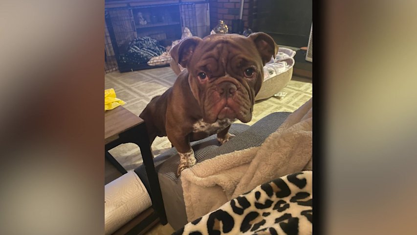 Stamford rescue dog in the running for America’s favorite pet