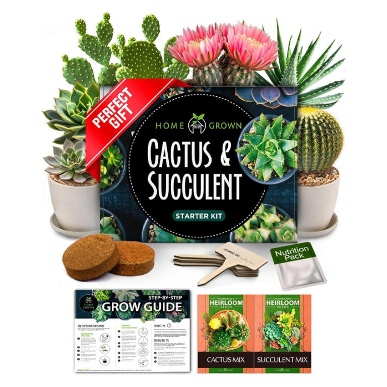Amazon has an 'easy-to-set-up' succulent growing kit on sale for just $20
