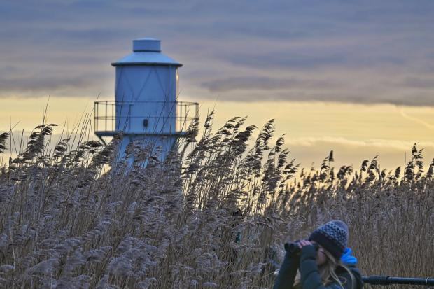 Two bird-related events taking place at Newport Wetlands