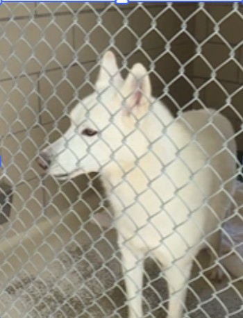 Hendricks County Animal Control Shelter declared under a state of emergency