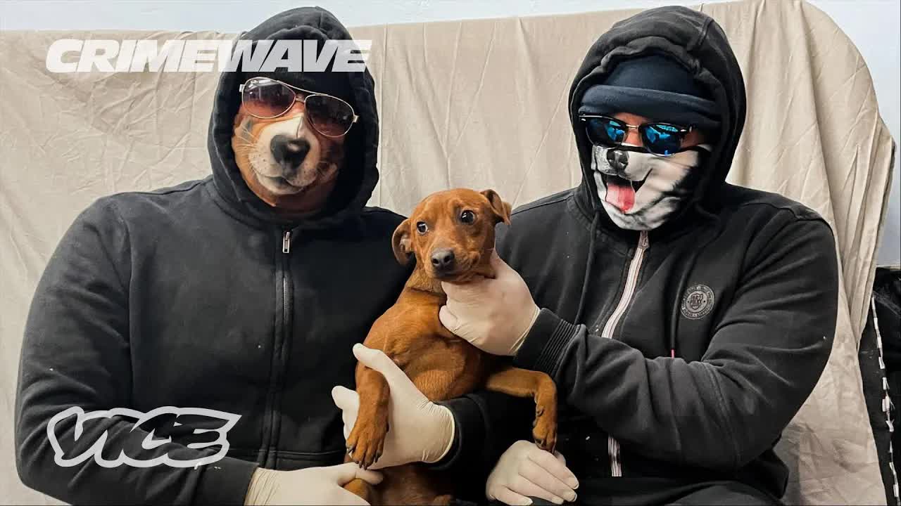 The gangs that steal your puppies | Crimewave