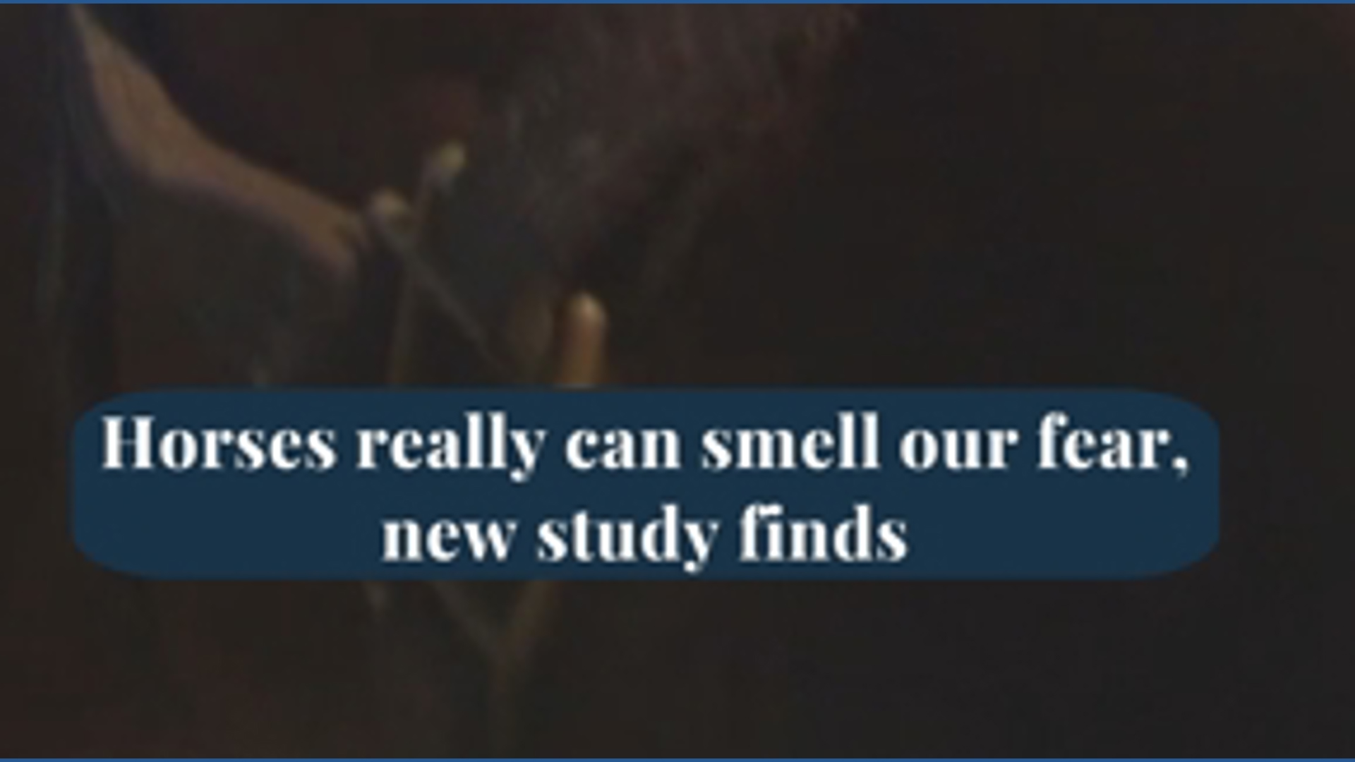 Horses really can smell our fear, new study finds
