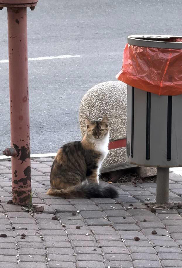 'Gentle' stray cat locks eyes with woman across market and makes a ...