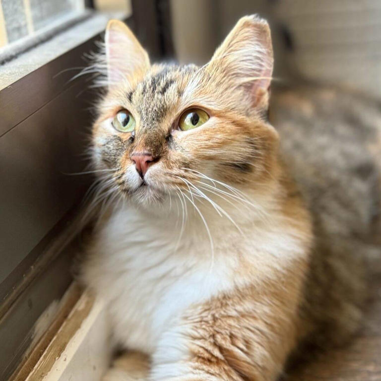 'Gentle' stray cat locks eyes with woman across market and makes a ...