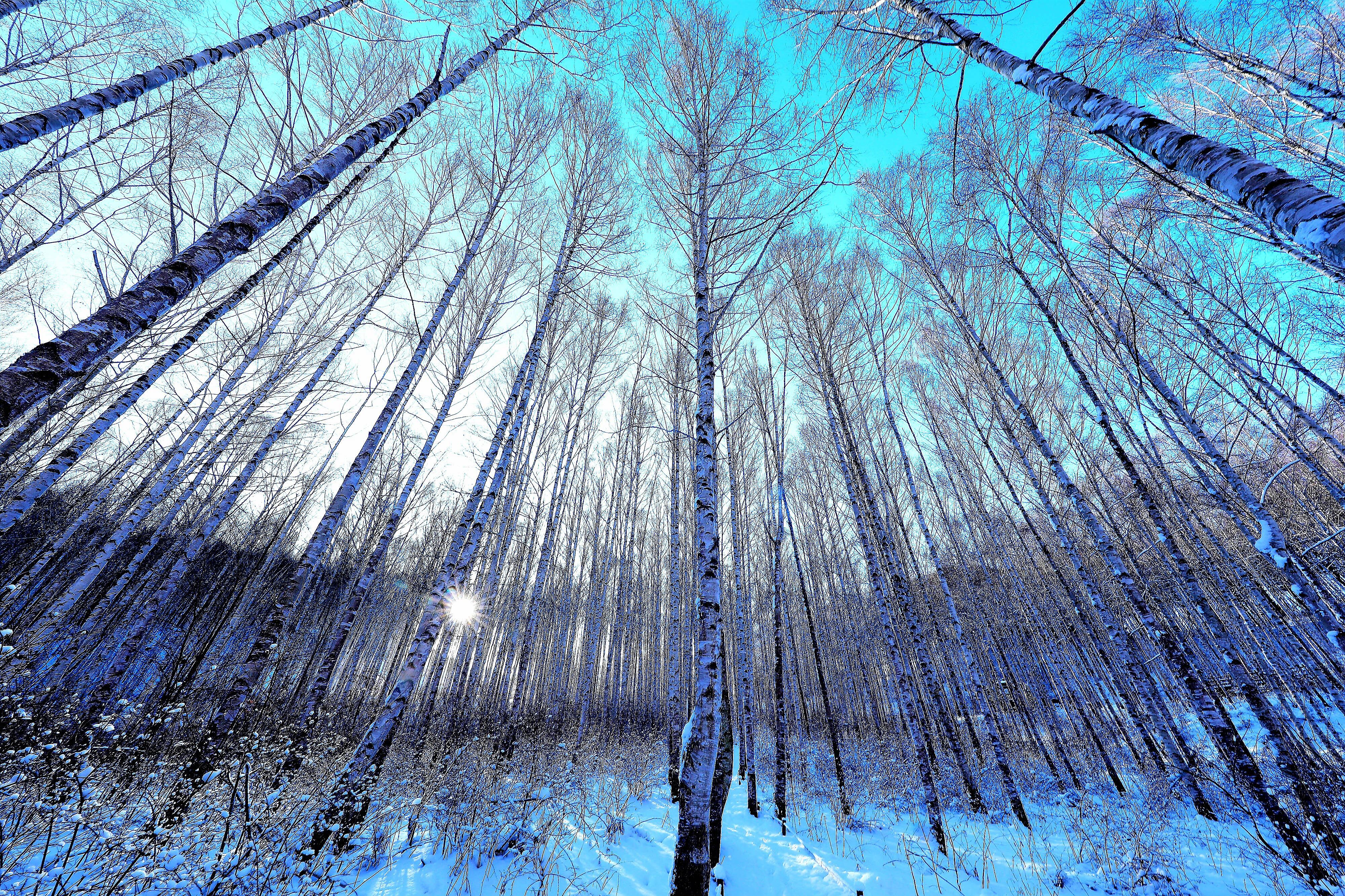 Birch forest's winter: pure white breath, silent music