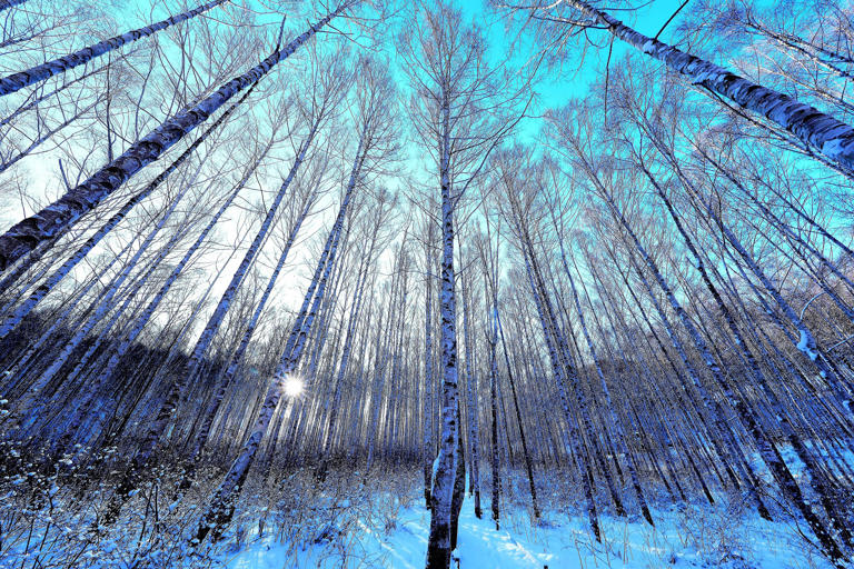 Birch forest's winter: pure white breath, silent music