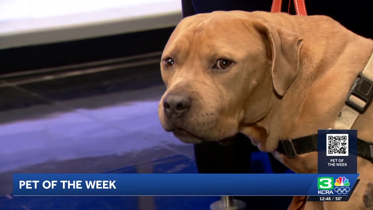 Pet of the week for Jan. 14: Meet Norman