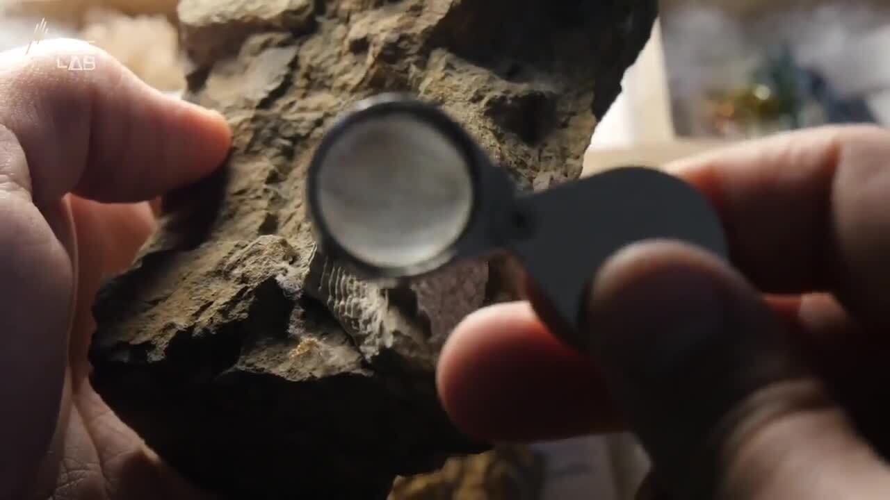 What fossils can—and can’t—tell us about dinosaur sex