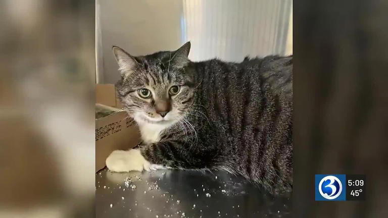 Connecticut sees surge in pet abandonment as shelters overwhelmed