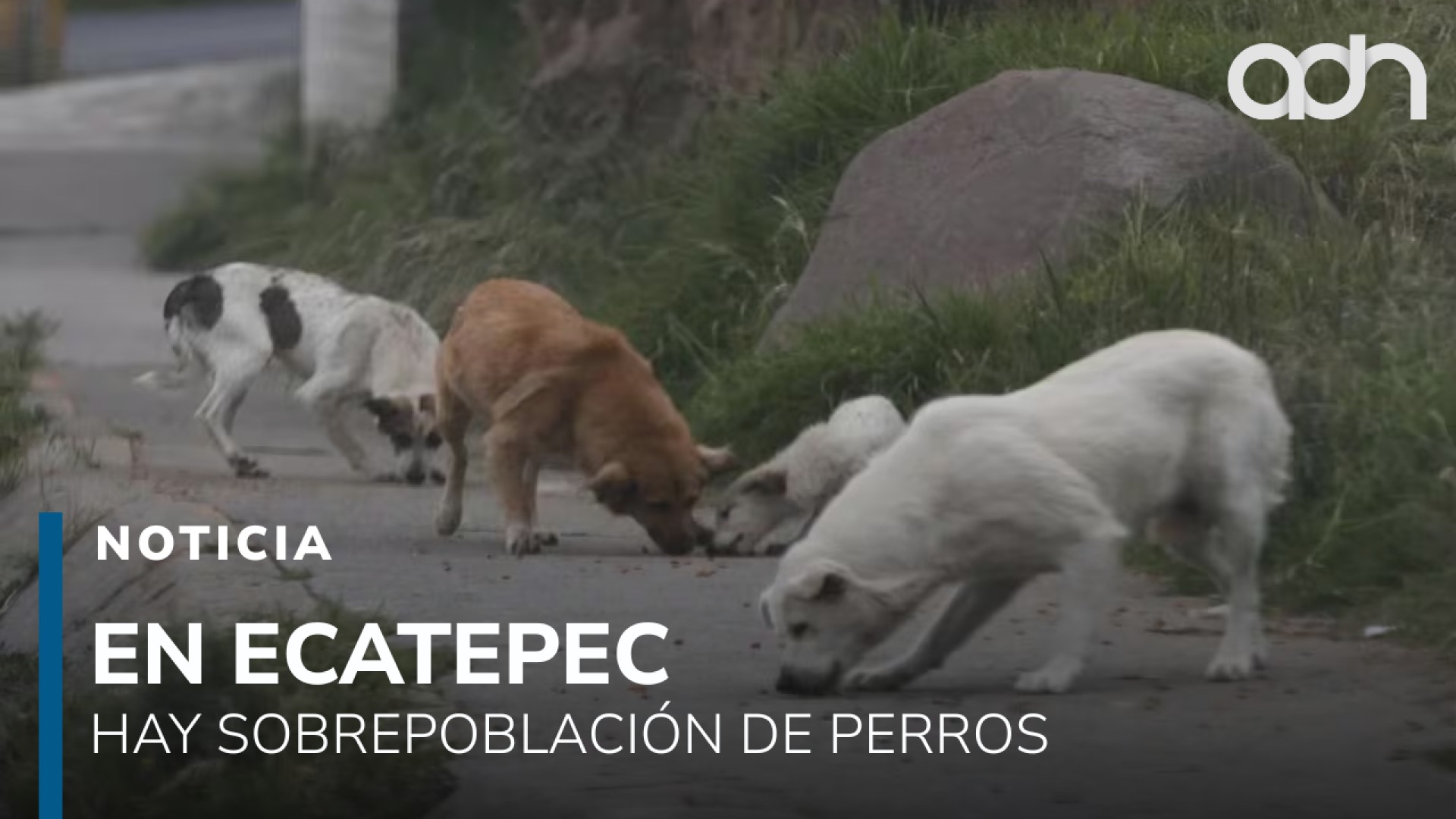 Crecen los ataques de perros callejeros en Ecatepec, vecinos exigen ...