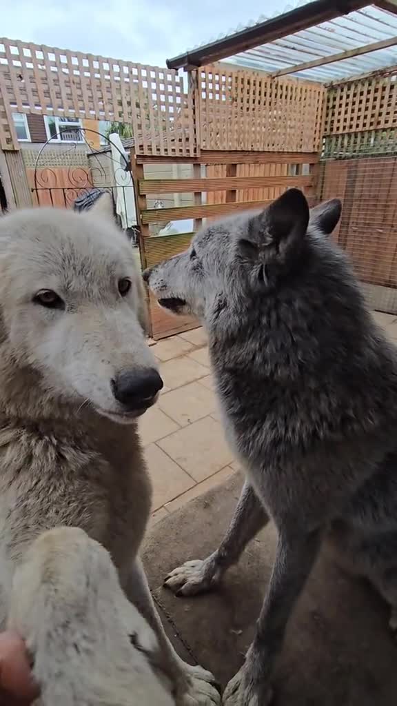 Jet the wolf who hates cuddles and Sully who loves them