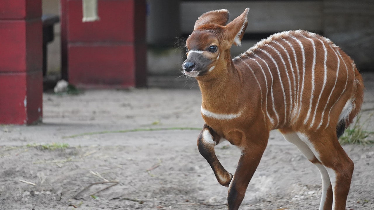Critically endangered eastern bongo calf born at ZooTampa, marking ...