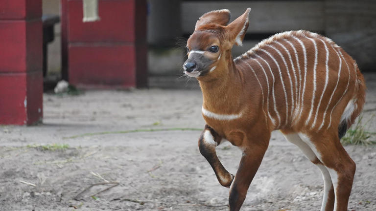 Critically endangered eastern bongo calf born at ZooTampa, marking ...
