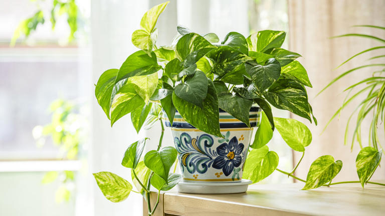Why your entryway makes the best place for a pothos plant