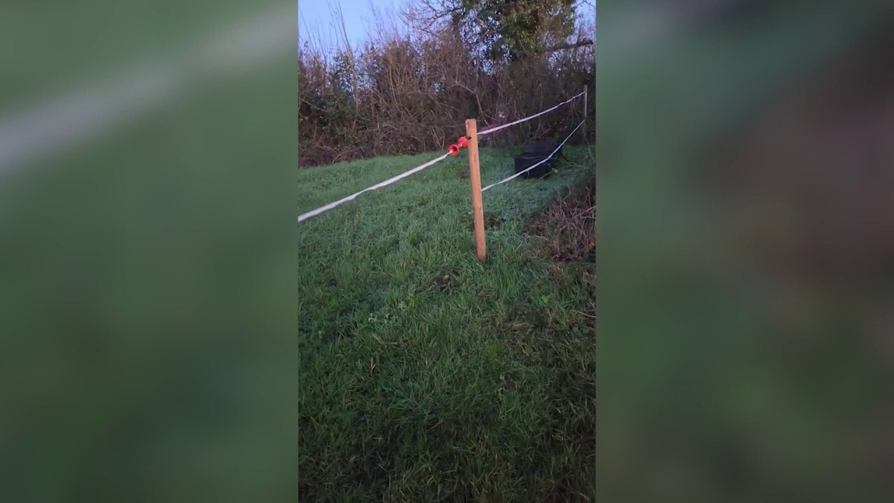 Spooked mare unexpectedly gallops headfirst into a ditch before being ...