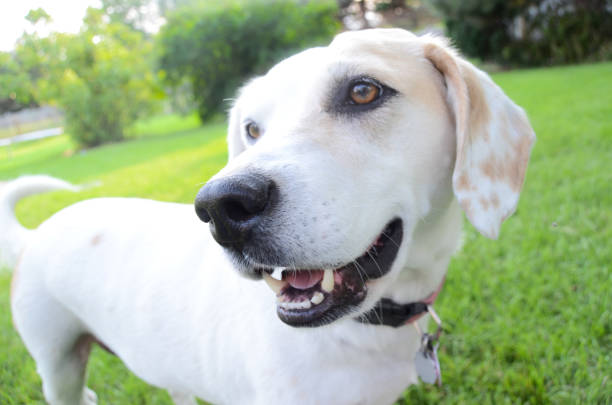 Les chiens des nouveaux propriétaires plus enclins à se courir après la ...