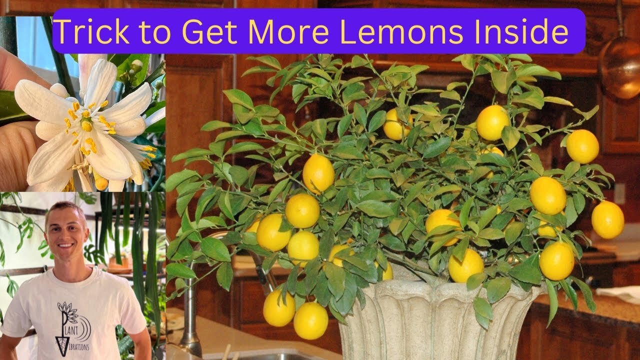 Pollination Tip Lemons Indoors - Get more Citrus on your Plant Inside ...